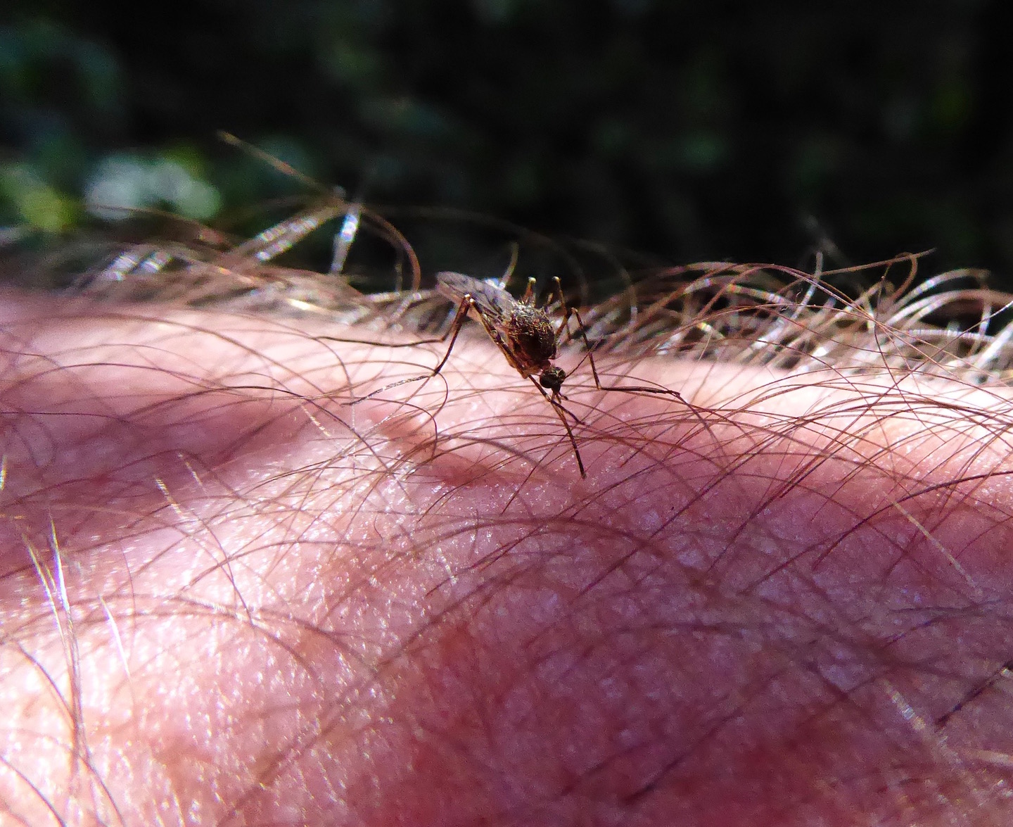 Albino Ladybug Lays Eggs…On Me – THINKWALKS